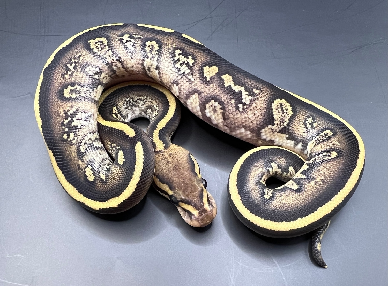 JM Exotix's Collection - MorphMarket