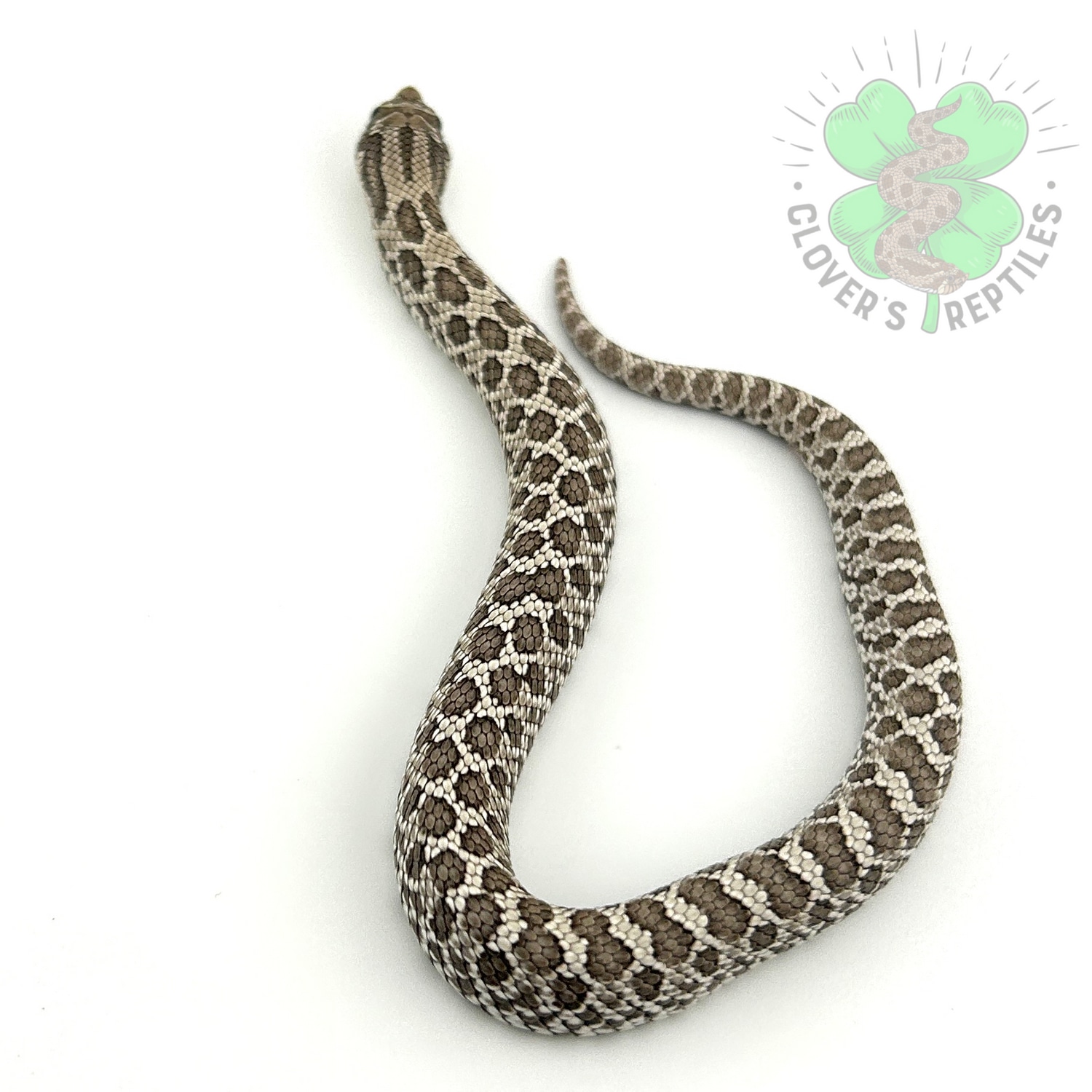 RBE Pastel Axanthic Het Toffee Belly Male Western Hognose by Clover’s ...