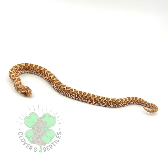 RBE Pastel Toffee Belly 100% Het Axanthic Western Hognose by Clover’s ...
