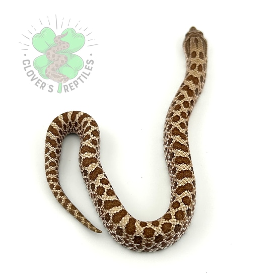 RBE Pastel 100% DH Toxic Male Western Hognose by Clover’s Reptiles