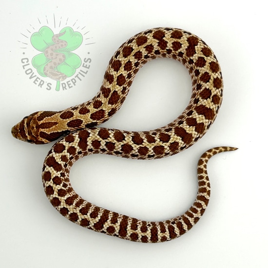 Purple Line RBE Pastel Twin Spot Het Albino Western Hognose by Clover’s ...