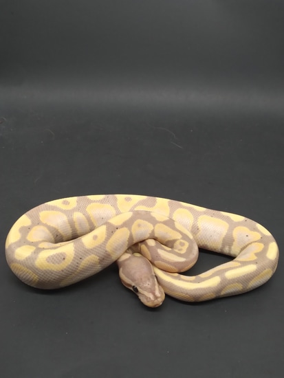 Banana Calico Ball Python by Clown Scientist
