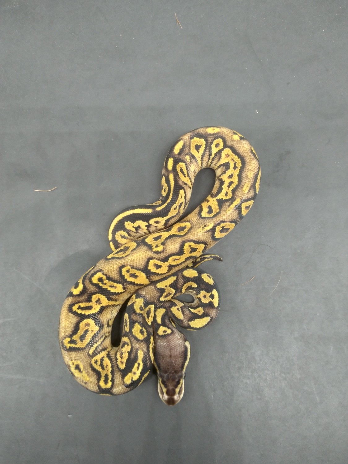Bongo Pastel Yellowbelly Ball Python by Clown Scientist - MorphMarket