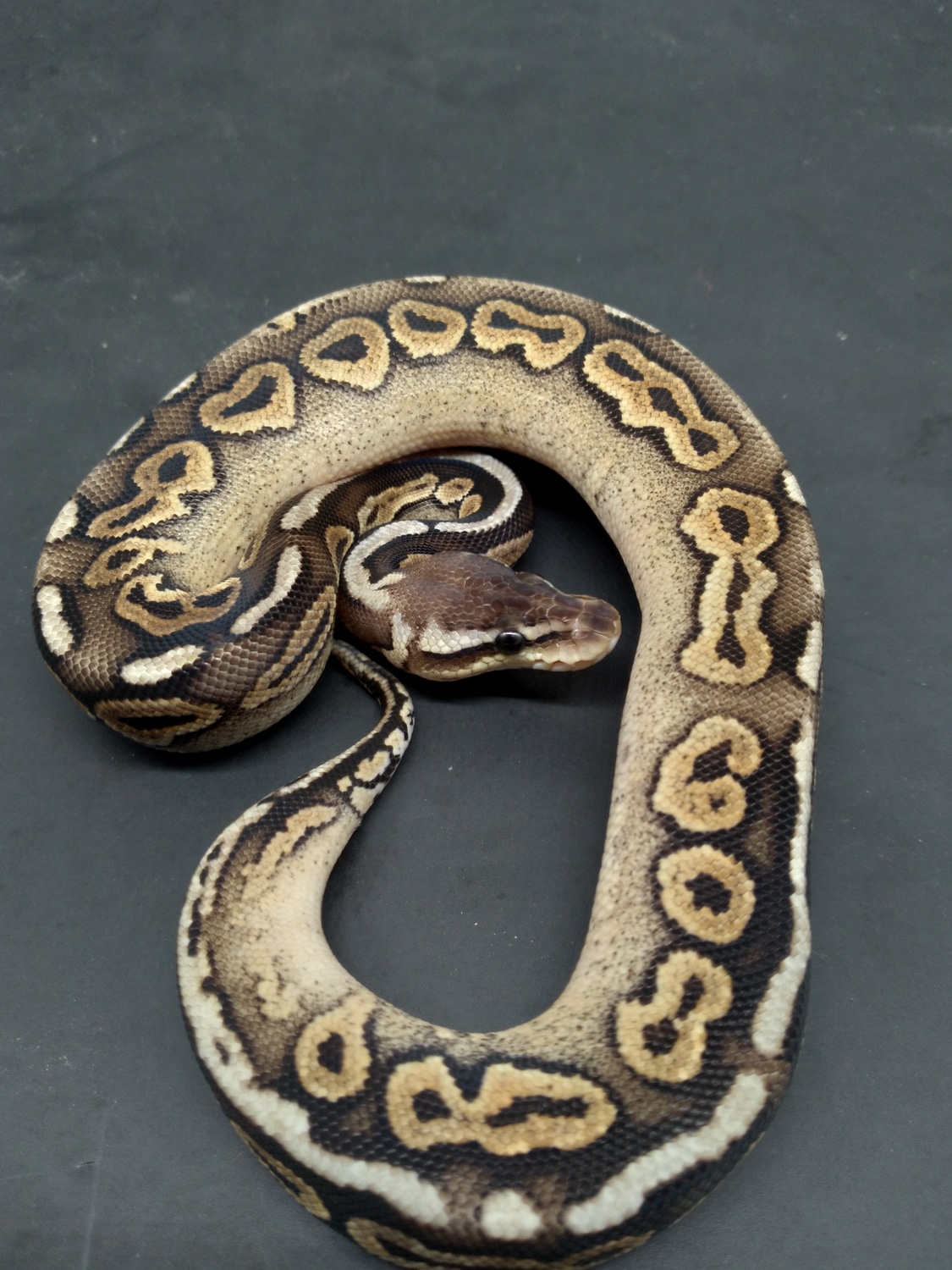 Black Pewter Ball Python by Clown Scientist - MorphMarket