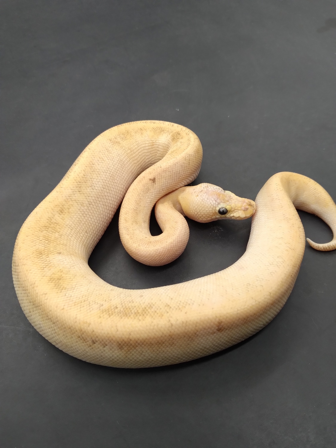 Champagne Lesser Ball Python by Clown Scientist - MorphMarket