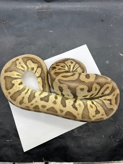 Super Pastel Leopard Hypo Ball Python by Clown Scientist