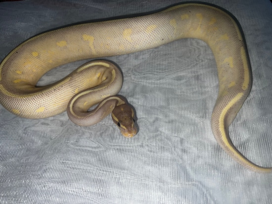 Banana Pastel Highway Ball Python by Cristian's Ball Pythons