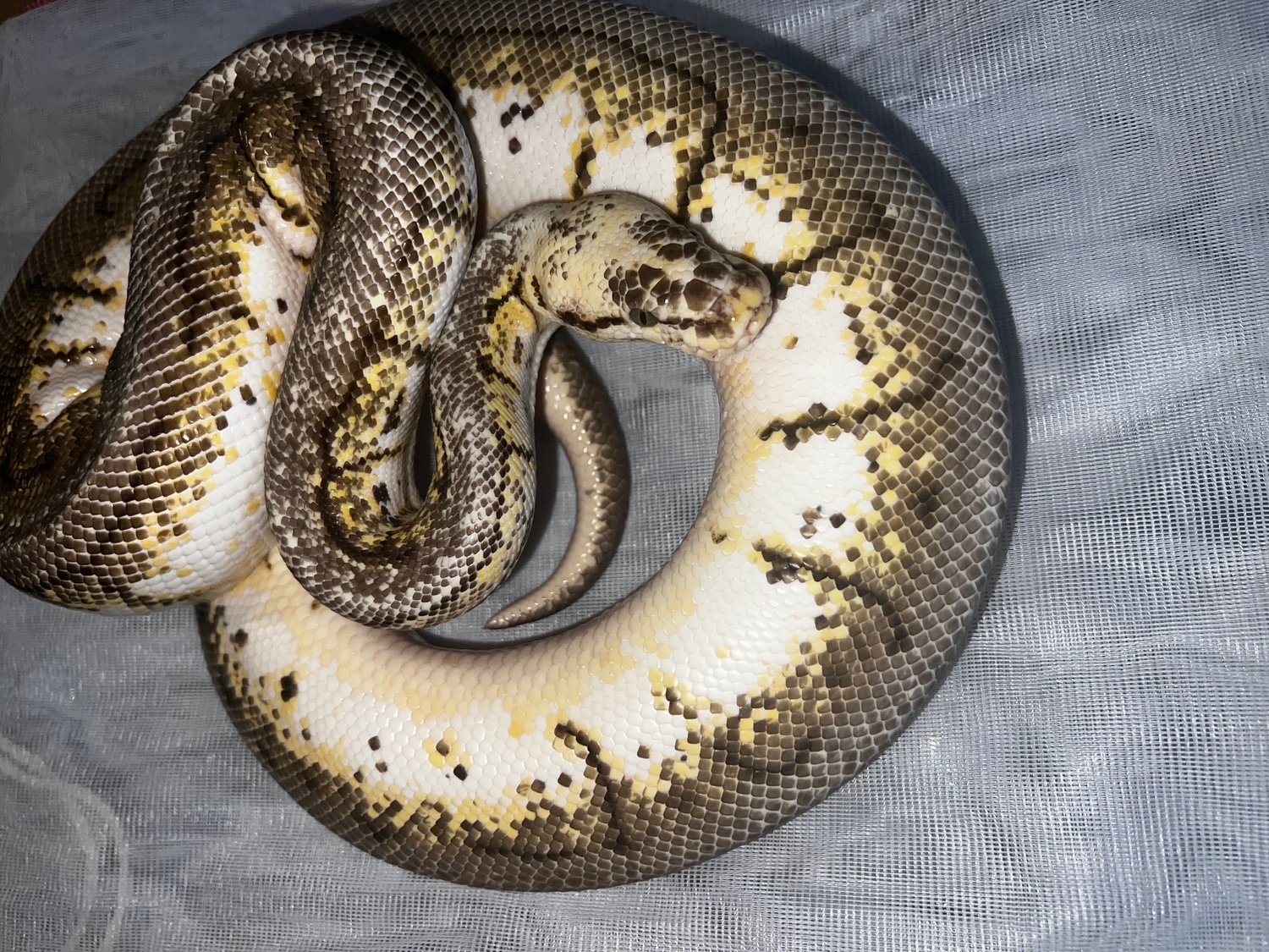Pastel Pinstripe Spider Ball Python by Cristian's Ball Pythons ...