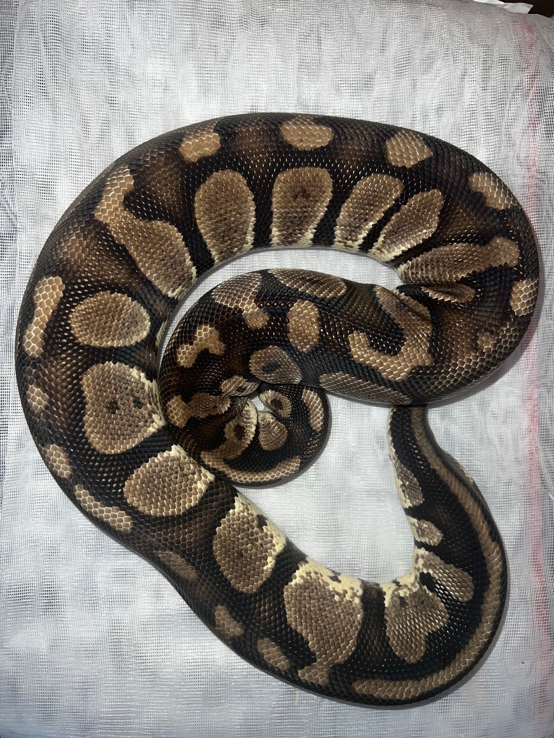 Chocolate Ball Python by Cristian's Ball Pythons - MorphMarket
