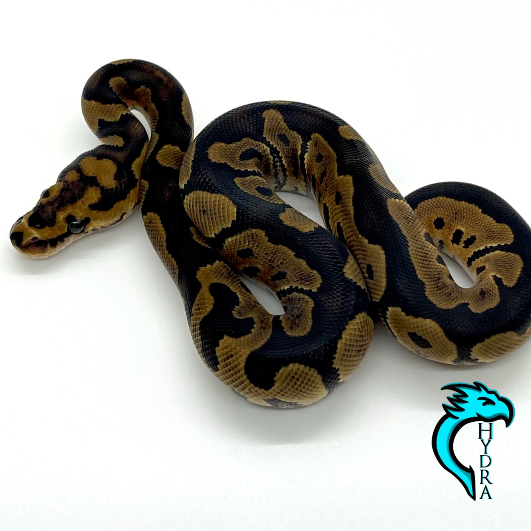 Clown Possible Enchi Ball Python by Hydra Constrictors - MorphMarket