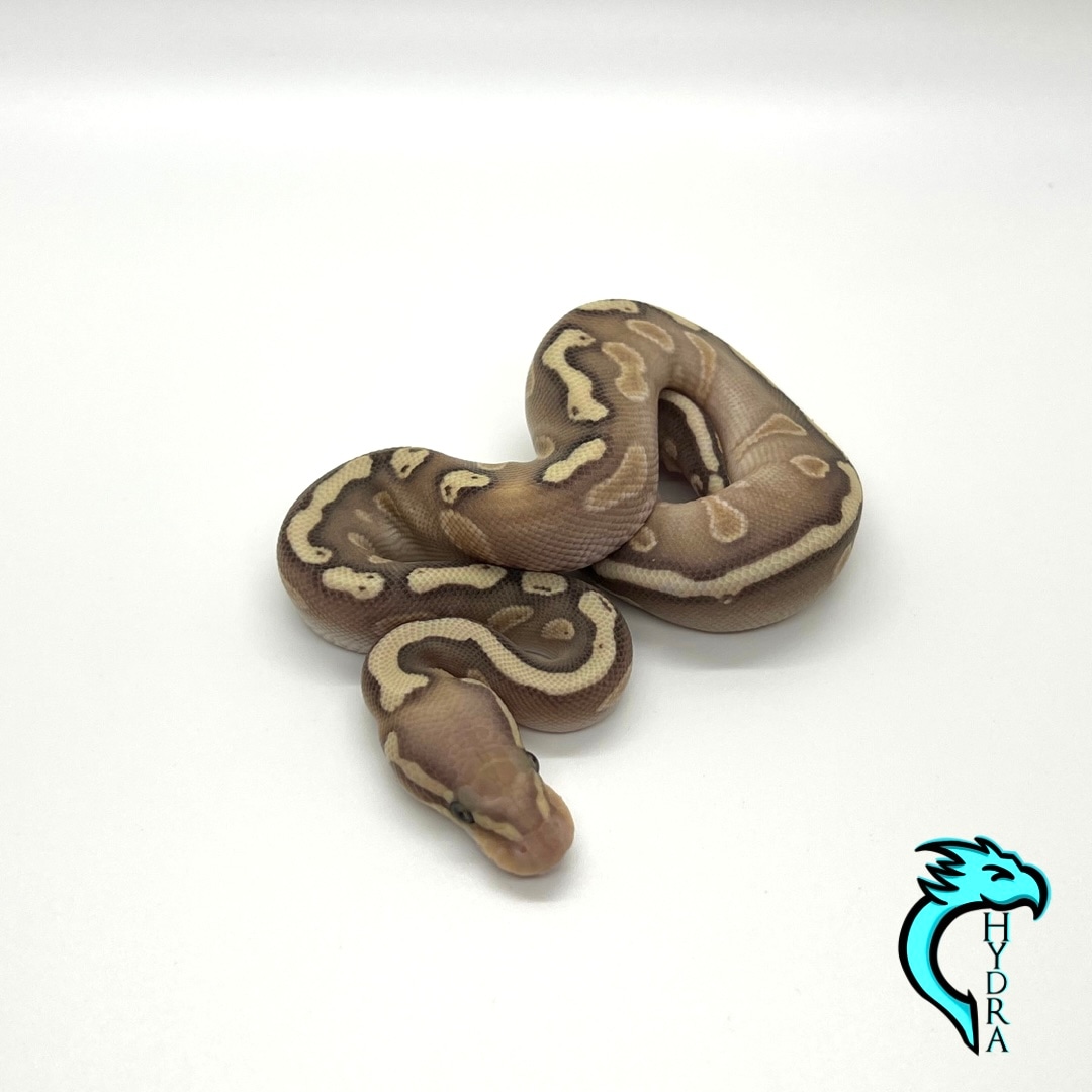 Banana Ghi Lesser Het Clown Ball Python By Hydra Constrictors Morphmarket
