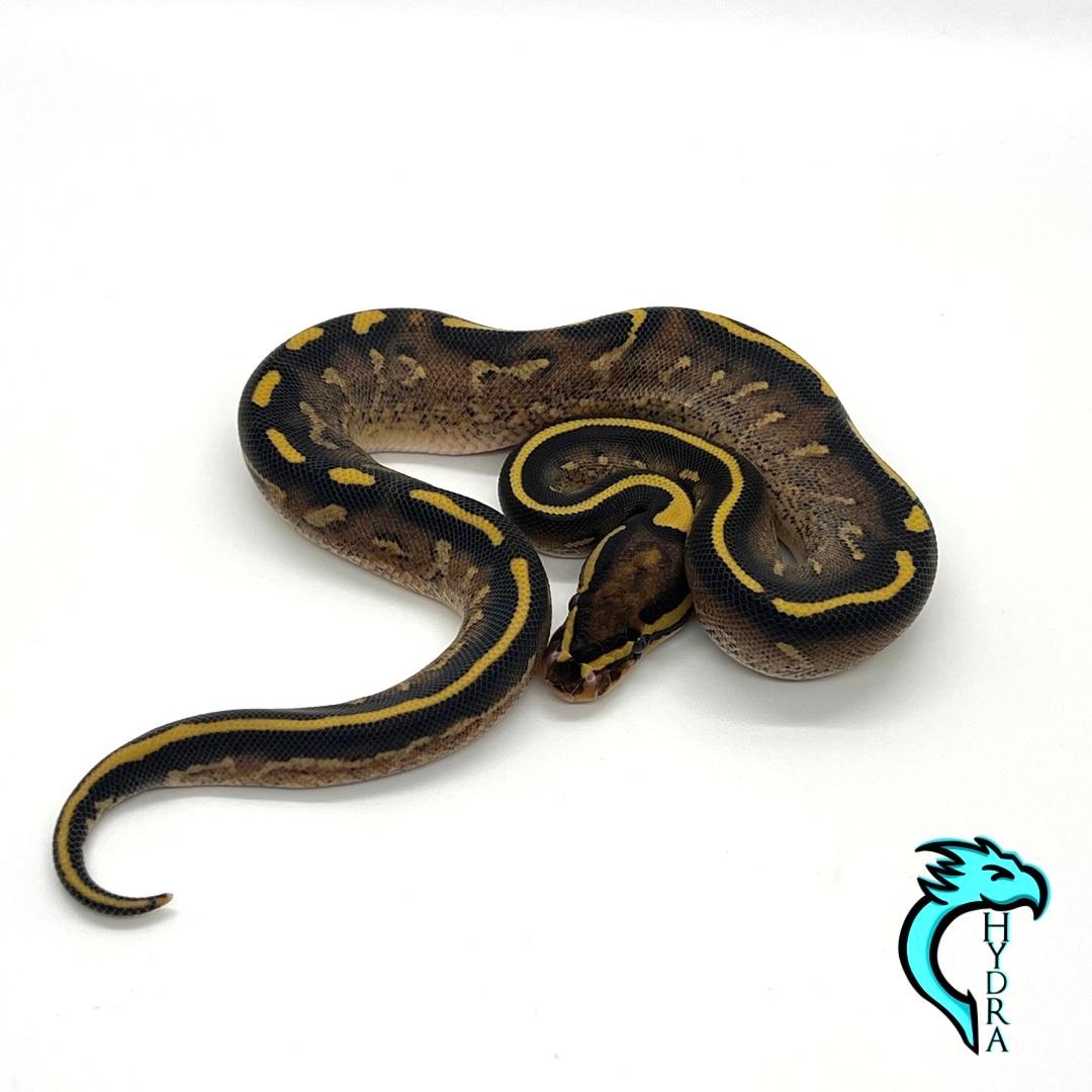 Super Gravel Ball Python by Hydra Constrictors - MorphMarket