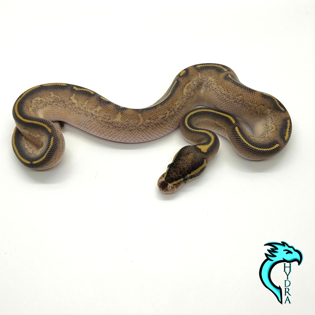 Highway Ball Python by Hydra Constrictors - MorphMarket