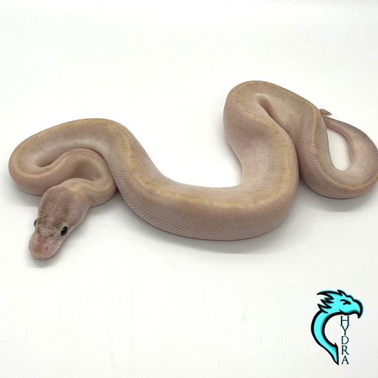IVORY Ball Python by Hydra Constrictors