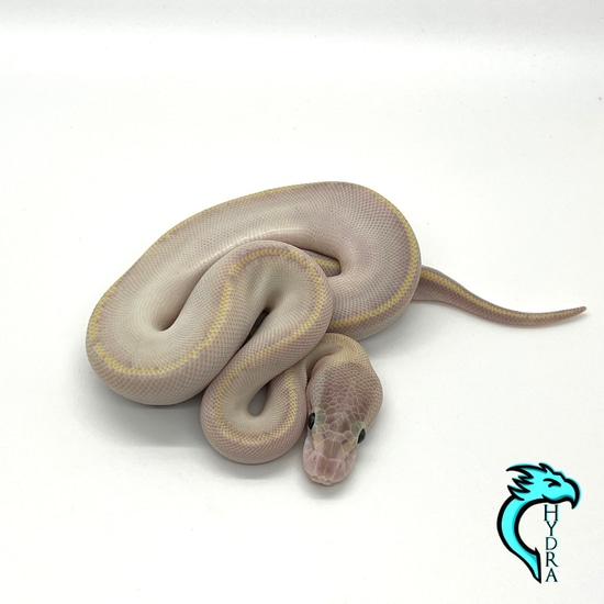 IVORY Ball Python by Hydra Constrictors