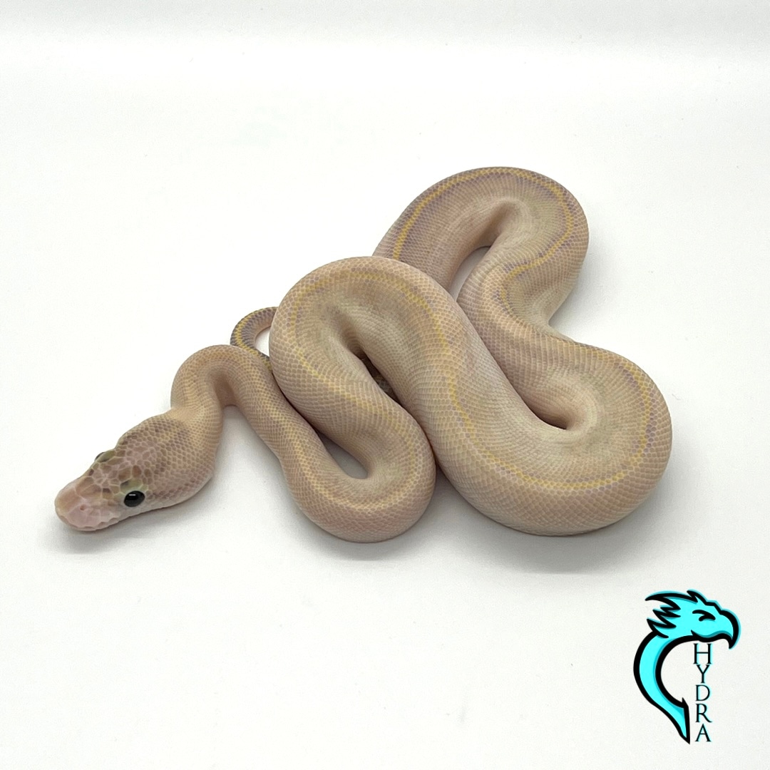IVORY Ball Python by Hydra Constrictors - MorphMarket