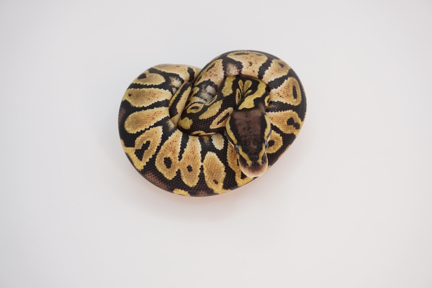 Super Pastel Spider Het VPI Het Zebra Het Hypo-Ghost Ball Python by ...