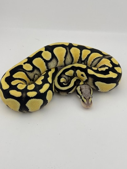 Pastel Desert Ghost Het VPI Axanthic Ball Python by Ozark Mountain Morphs