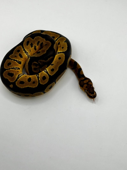 Chocolate Clown Ball Python by Ozark Mountain Morphs