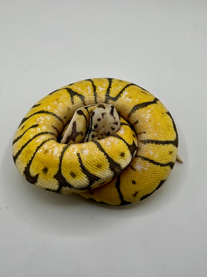 Killerbee TH Hypo Vpi Zebra Ball Python by Ozark Mountain Morphs