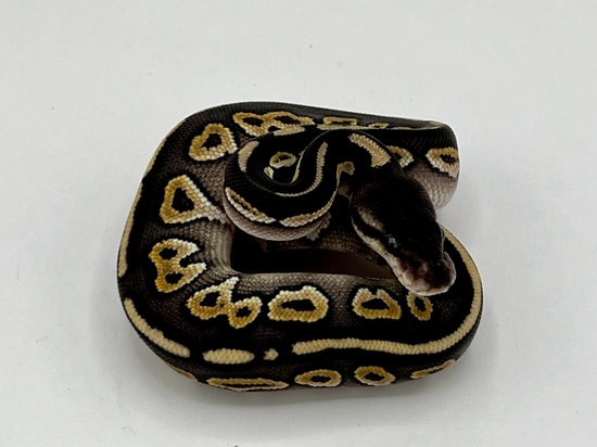 Nr Mandarin Cinnamon Mojave Het Hypo Ball Python by Ozark Mountain Morphs