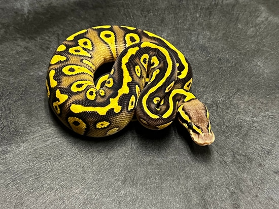 Nr Mandarin Pastave Het Hypo Ball Python by Ozark Mountain Morphs