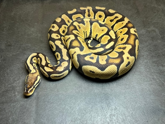 Pastel TH Hypo Vpi Zebra Ball Python by Ozark Mountain Morphs