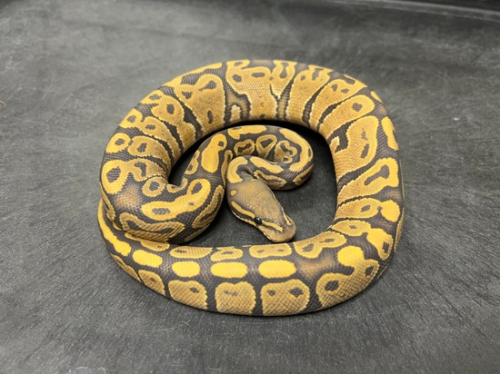 Nr Mandarin Hypo Ball Python by Ozark Mountain Morphs