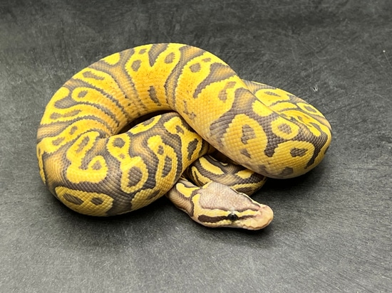 Nr Mandarin Firefly Hypo Ball Python by Ozark Mountain Morphs