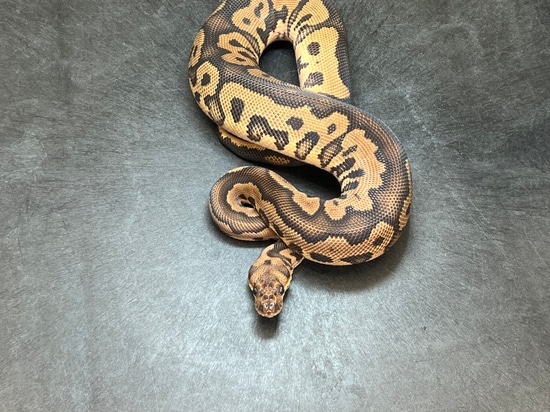 Black Pastel Leopard Clown Ball Python by Ozark Mountain Morphs