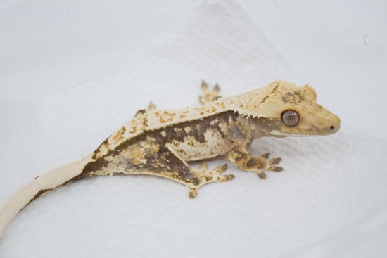 White Spot Whitewall Pinstripe Crested Gecko by Clutchified Morphs