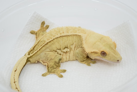Proven Yellow Soft Scale Empty Back Phantom Crested Gecko by ...