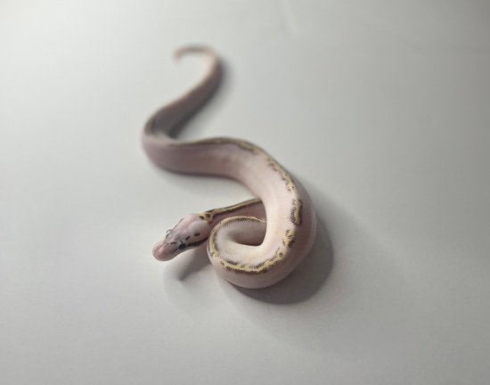 Pastel Calico Highway Ball Python by Clutch and Co