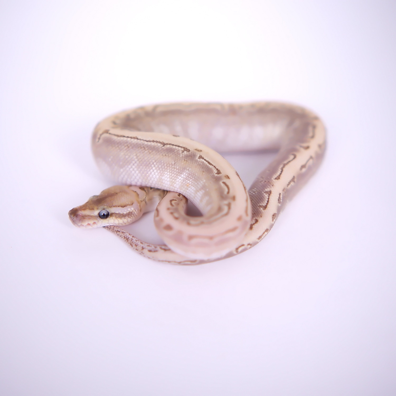 Bamboo Pinstripe Possible Cinnamon Ball Python by Clutch Pythons ...