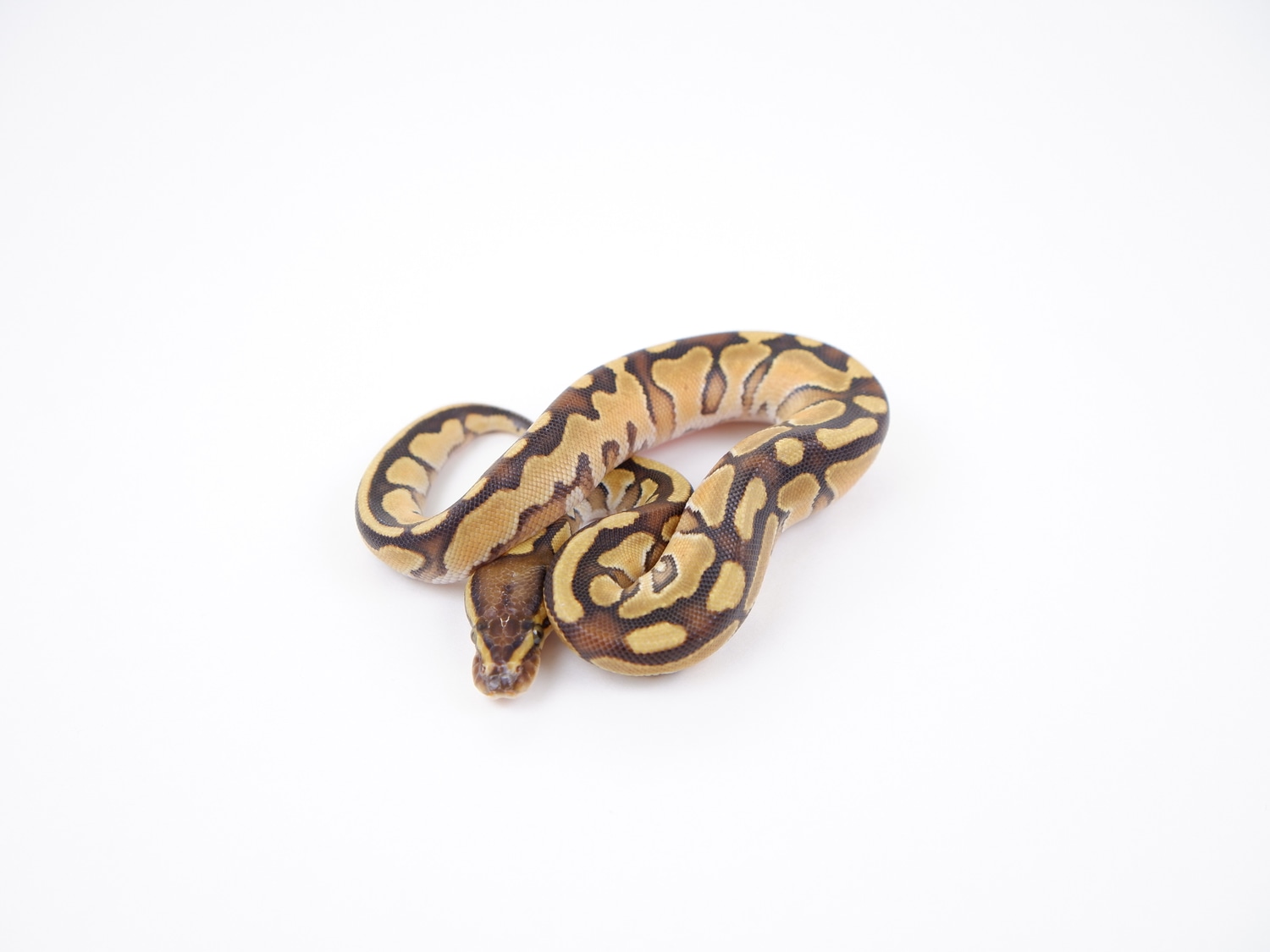 Enchi Russo Het Pied Ball Python by Clutch Pythons - MorphMarket