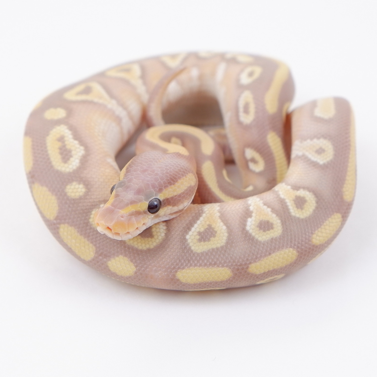 Banana Mojave Ball Python by Clutch Pythons - MorphMarket