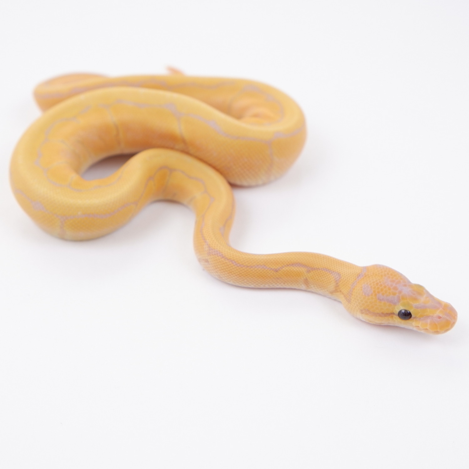 Banana Pinstripe Ball Python by Clutch Pythons - MorphMarket