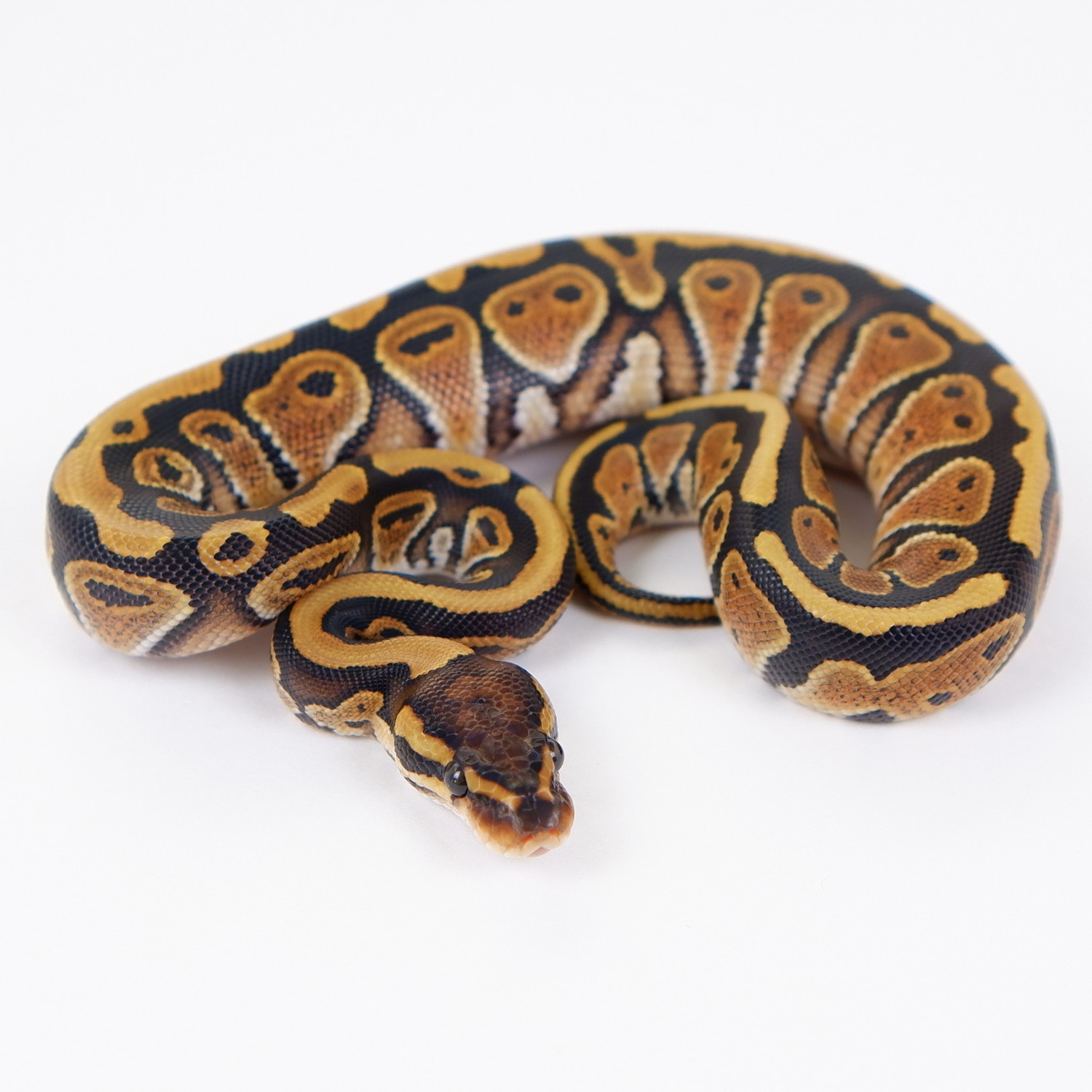 Special Female Ball Python by Clutch Pythons - MorphMarket