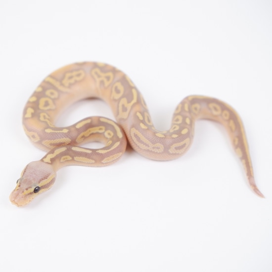 Banana Pastel Mojave Leopard Ball Python by Clutch Pythons