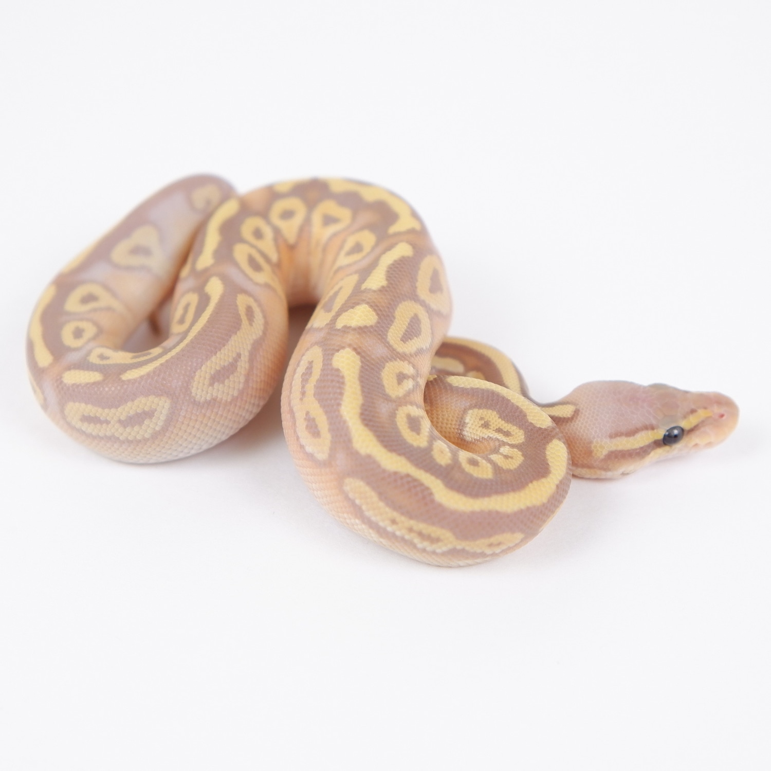 Banana Pastel Mojave Ball Python by Clutch Pythons - MorphMarket