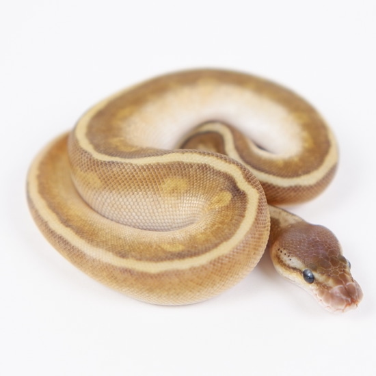 Mojave HGW Pastel Ball Python by Clutch Pythons