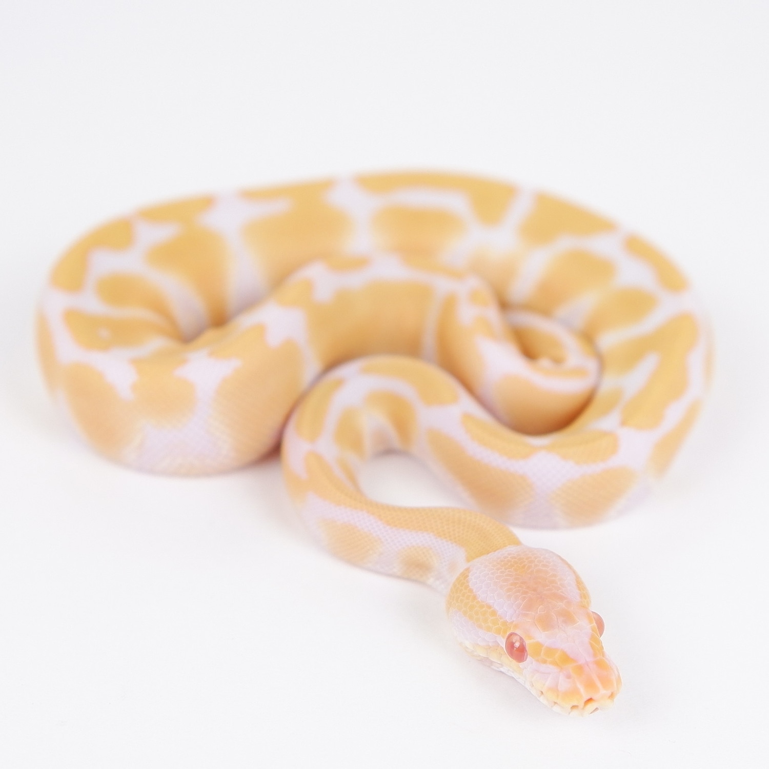 Albino Ball Python by Clutch Pythons - MorphMarket
