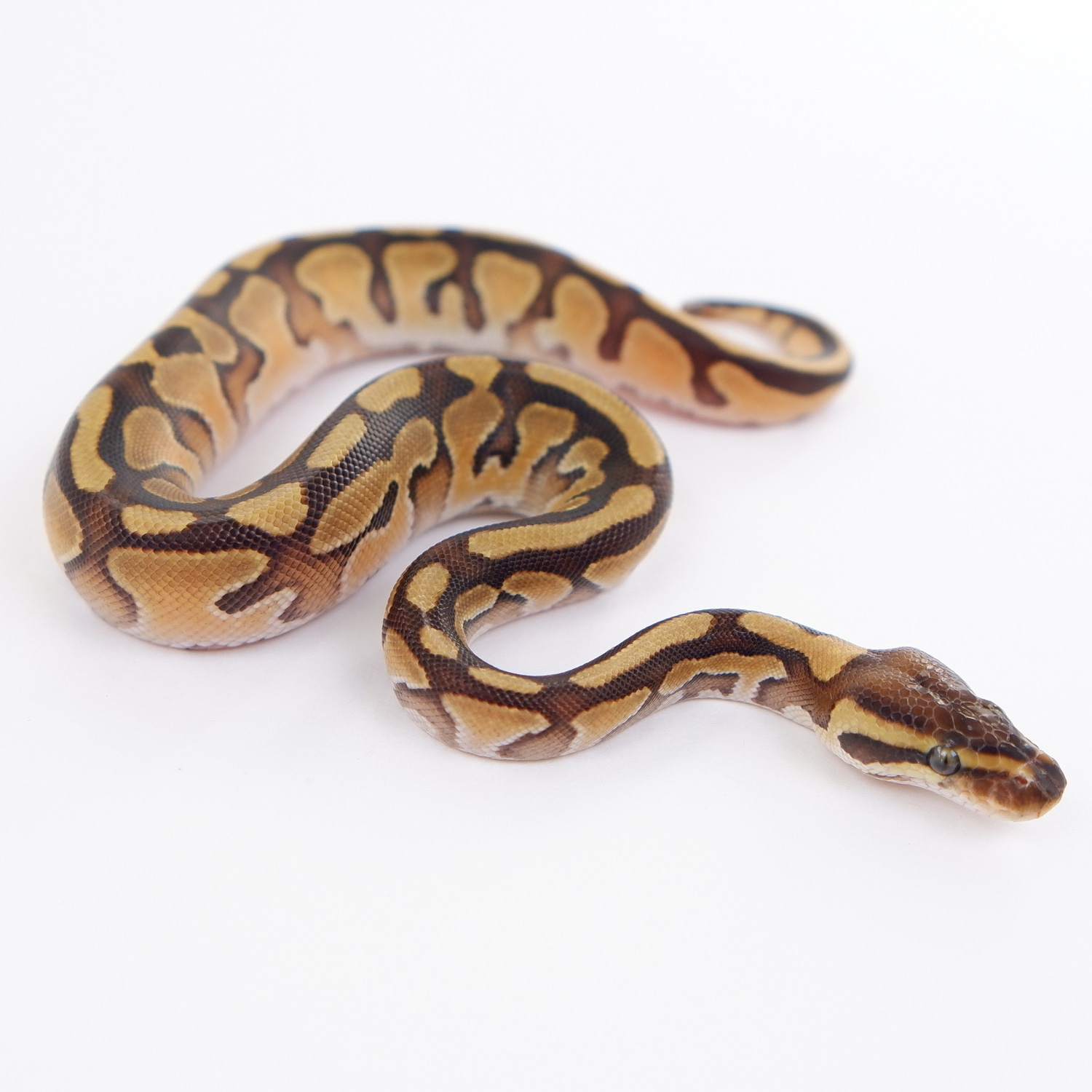 Enchi Russo Het Pied Ball Python by Clutch Pythons - MorphMarket