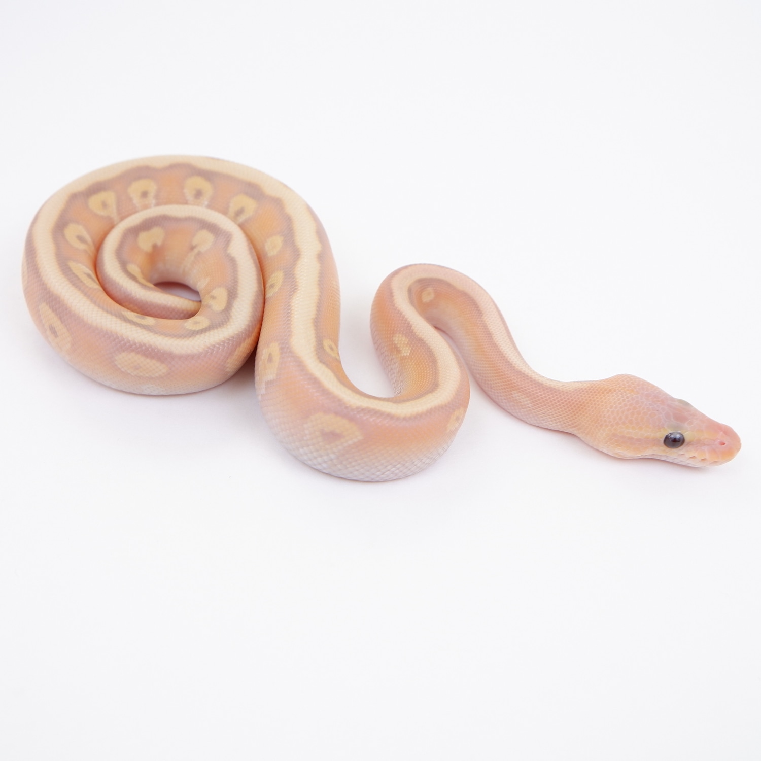 Banana Mojave HGW Ball Python by Clutch Pythons - MorphMarket