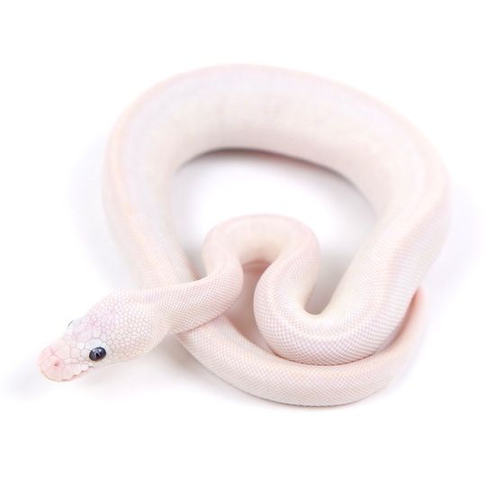 Bamboo Mystic Pastel Ball Python by Clutch Pythons