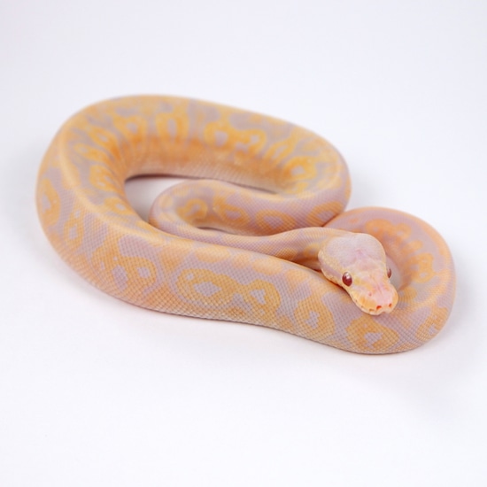 Candino Cinnamon Ball Python by Clutch Pythons
