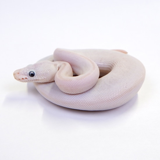 Bamboo Lesser Ball Python by Clutch Pythons