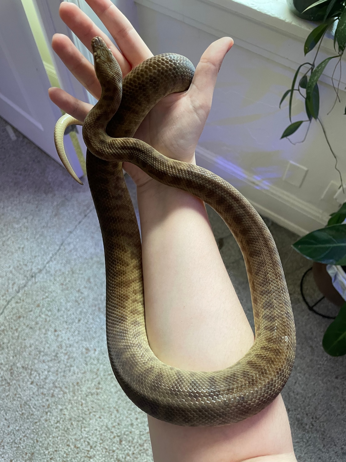 Childrens Python Children's Python by Clyde’s snakes - MorphMarket