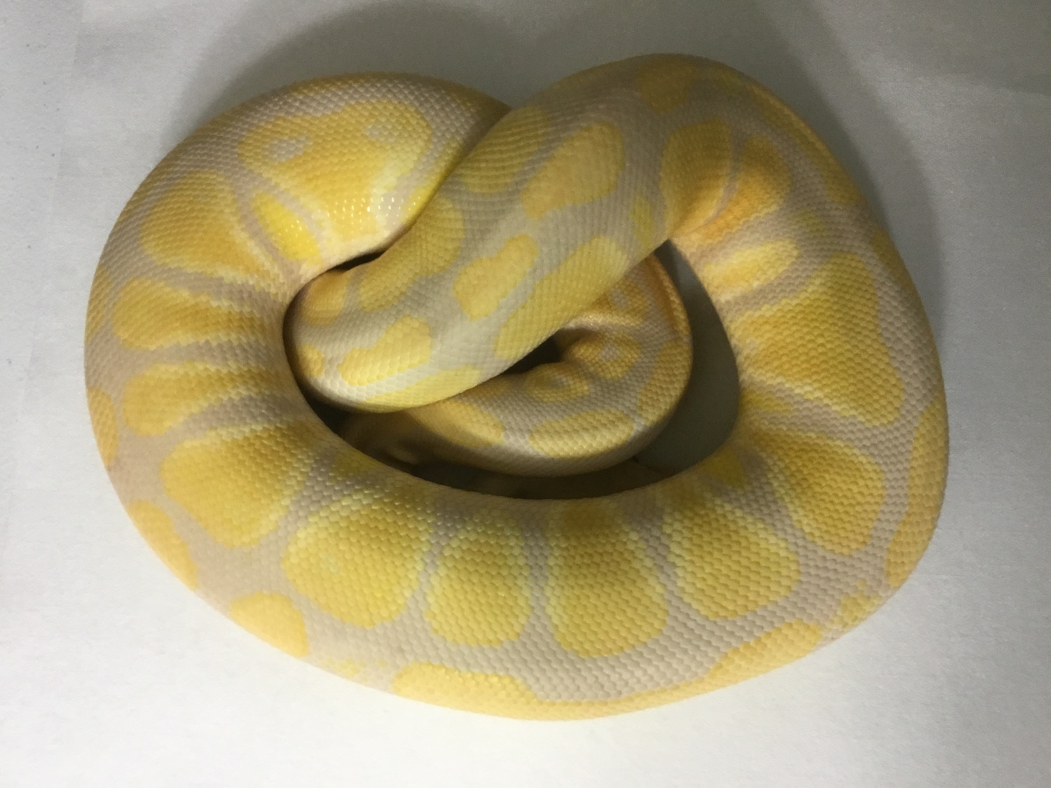 Lavender Albino 50% Het Pied & Genetic Stripe Ball Python by Paint Jobs ...