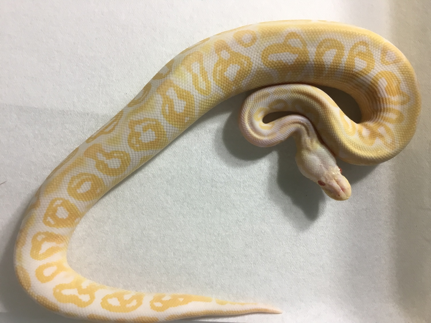 Albino Pewter Ball Python by Paint Jobs & Patterns - MorphMarket